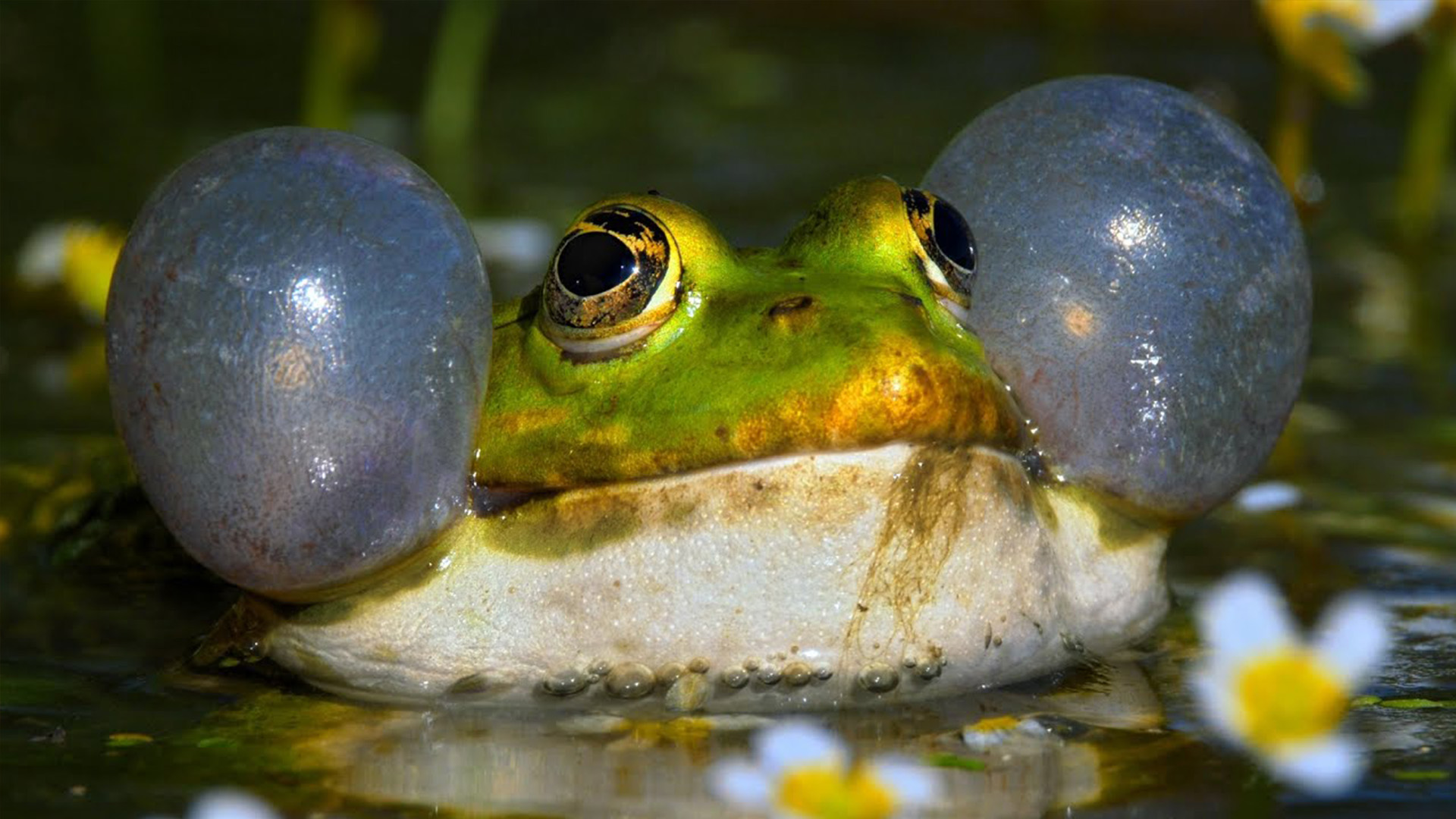 Nejhlučnější česká žába – skokan skřehotavý
