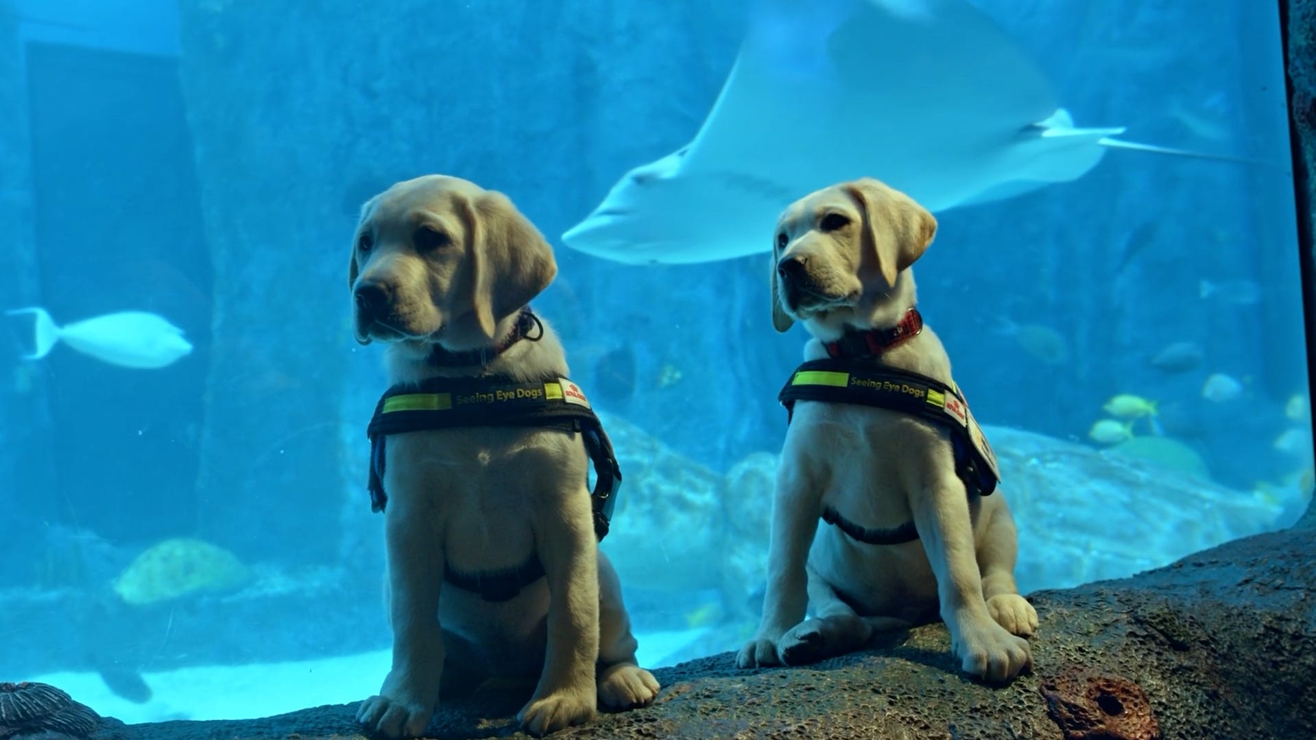 Watch future guide dogs react to aquarium animals