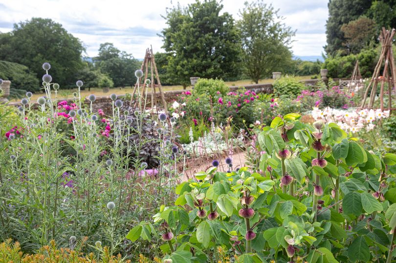 Visitors flock to Killerton to see this year’s floral masterpiece