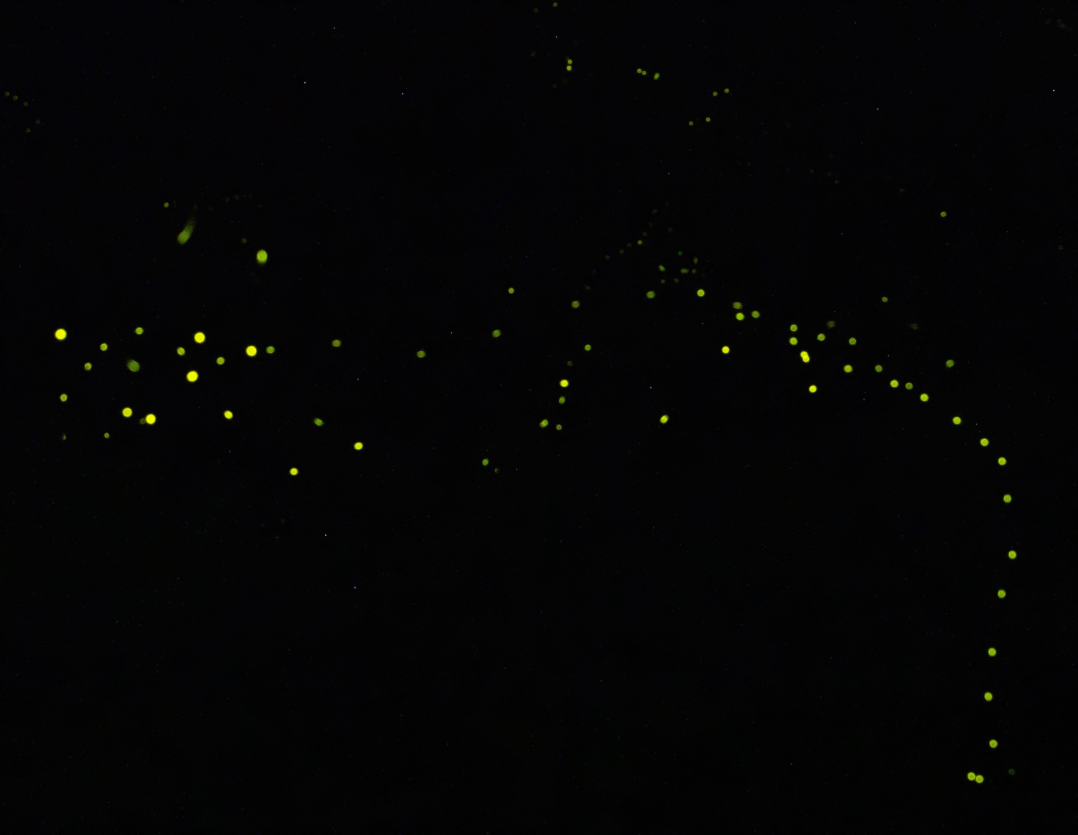 Nature: Fireflies are scarcer than a few decades ago