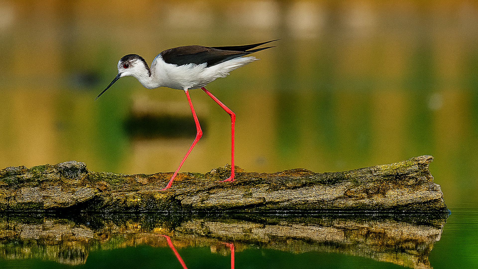 Leven van wilde vogels in de natuur