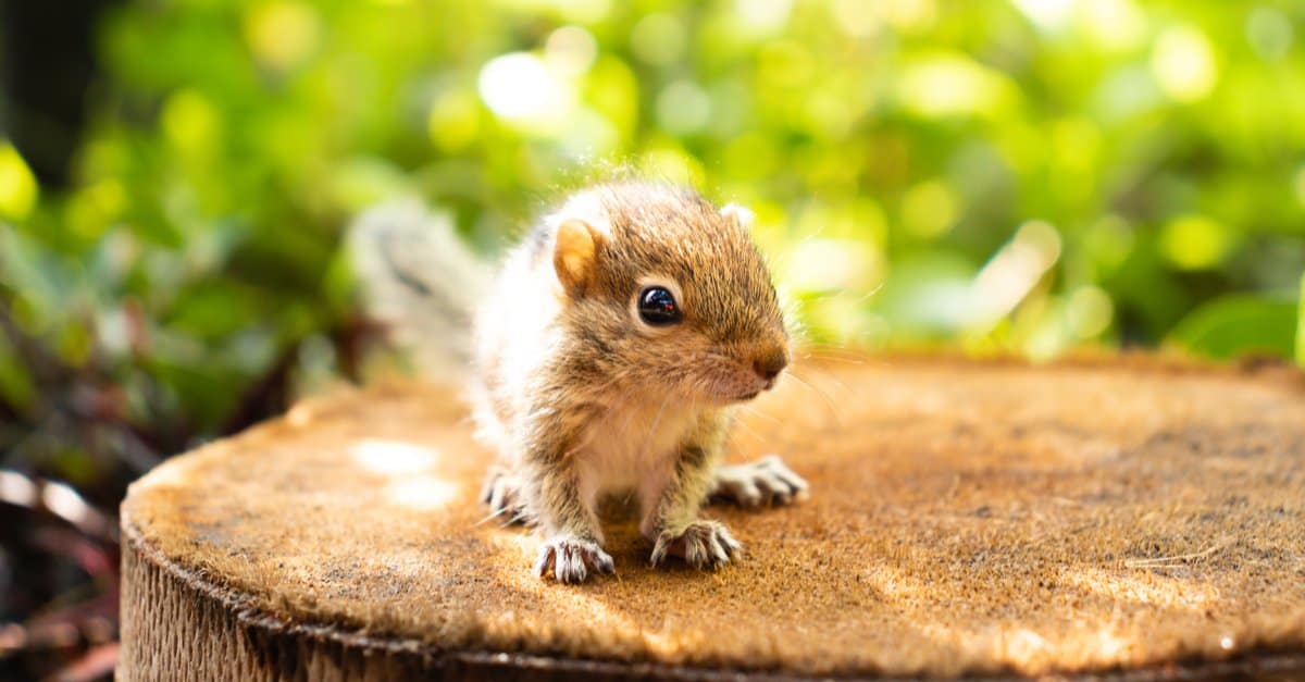 Baby Squirrel: 5 Incredible Facts and 5 Cute Kit Pics