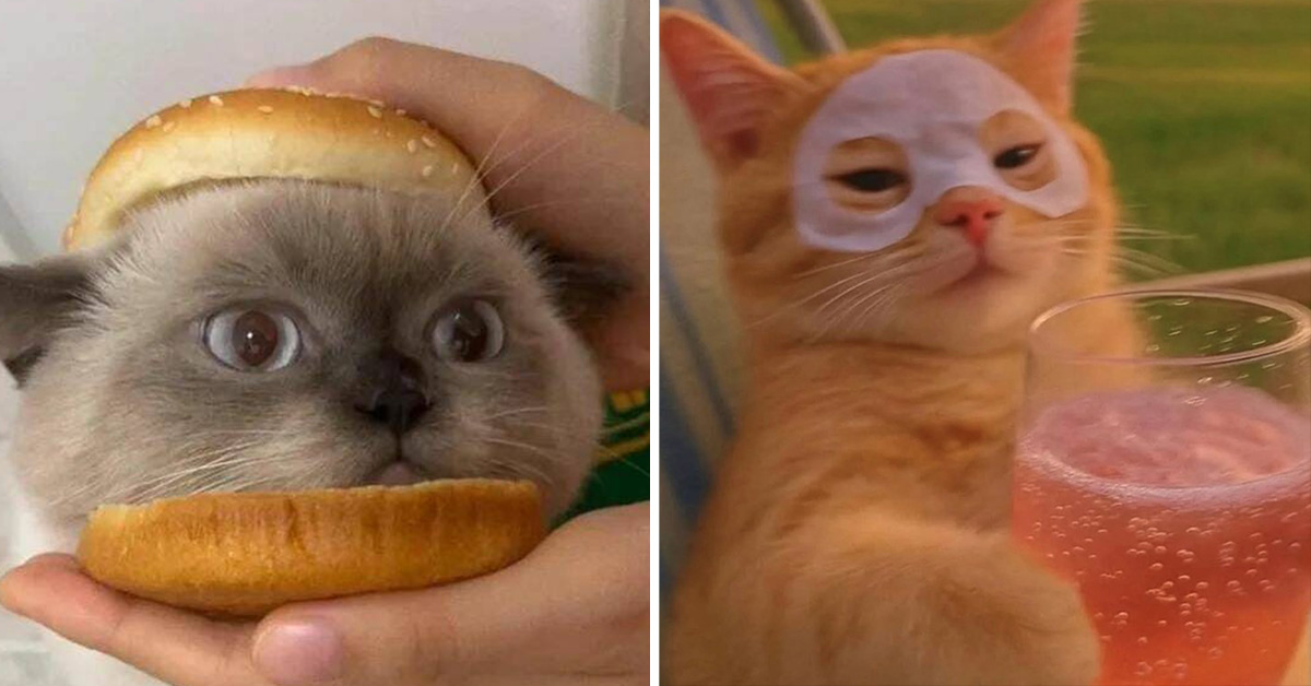 35 Funniest Cat Pictures From This Week That Are A Real Fancy Feast