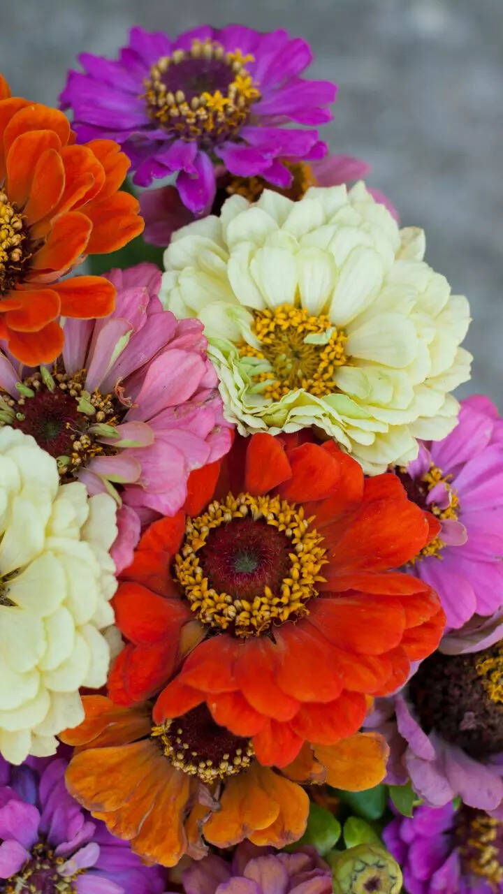 8 Edible flowers you can grow at home for a colourful culinary twist