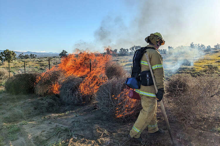The Wild West icon that's threatening Joshua trees