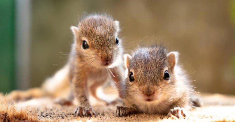 Baby Squirrel: 5 Incredible Facts and 5 Cute Kit Pics
