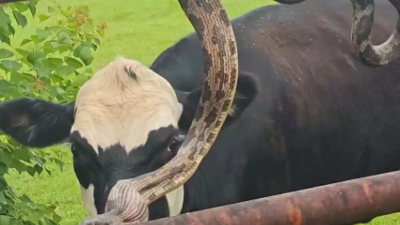 Curious cow stares down snake that swallowed an egg