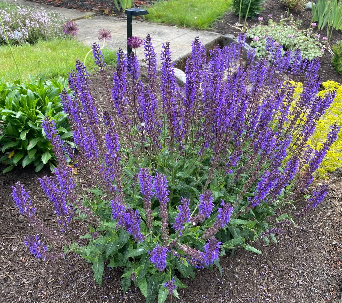 Gardening tips for beating weeds and choosing the best summer ...