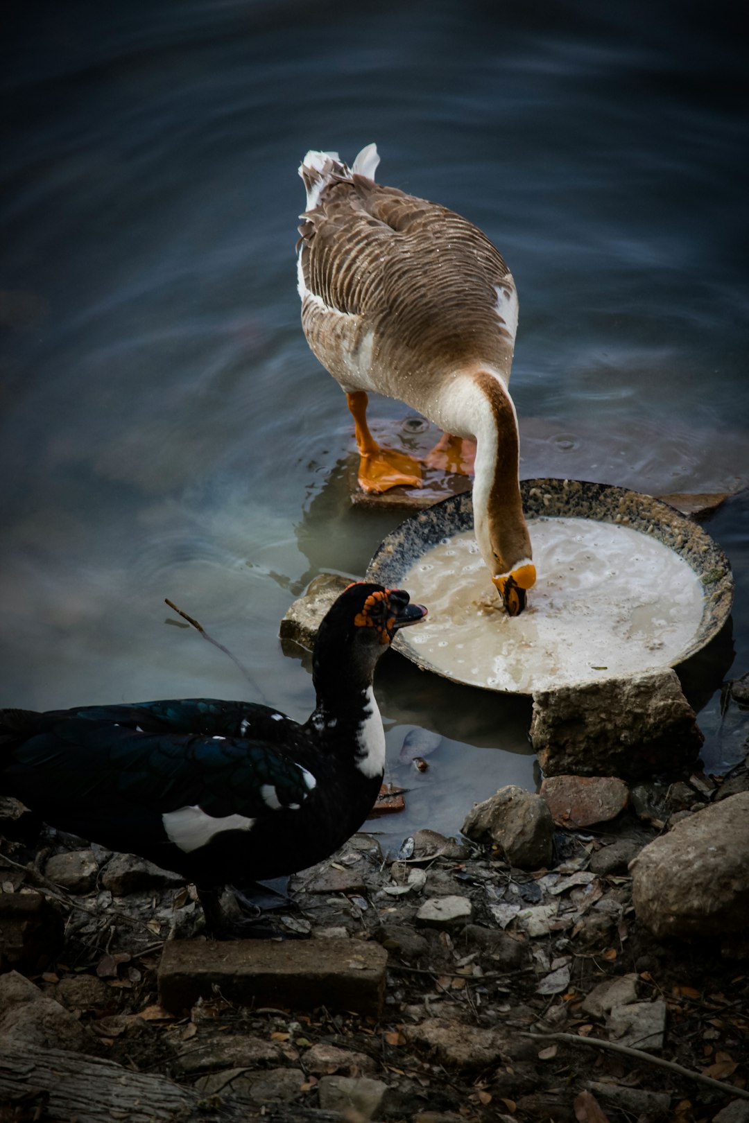 6 Outdated Wildlife Tips That Actually Put Animals at Risk