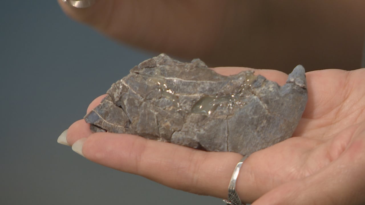 390-million-year-old fish fossils found in Manitoba quarry