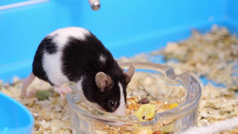 Pet Mice: 9 Things You Need to Know