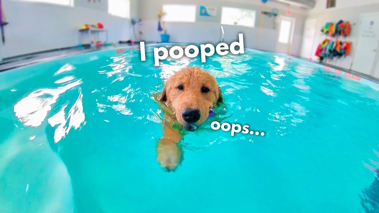 Funny Golden Retriever Enjoys a Private Swim Session