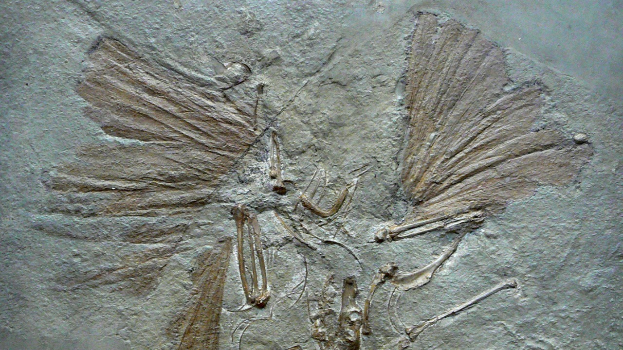 9 fossils that prove theories wrong
