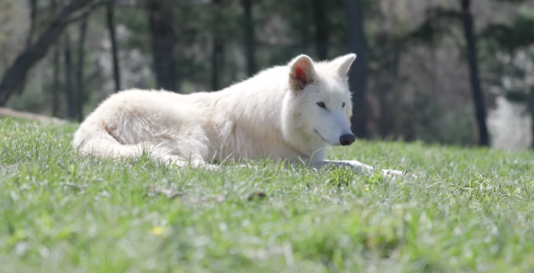 Update: Dire Wolves That Were Brought Back From Extinction Have Grown ...