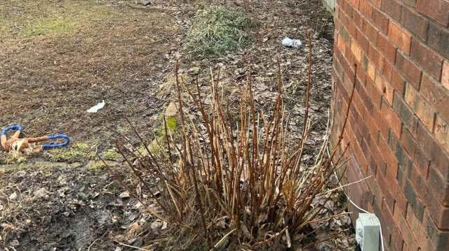 Homeowner shares beautiful before-and-after photos of yard ...