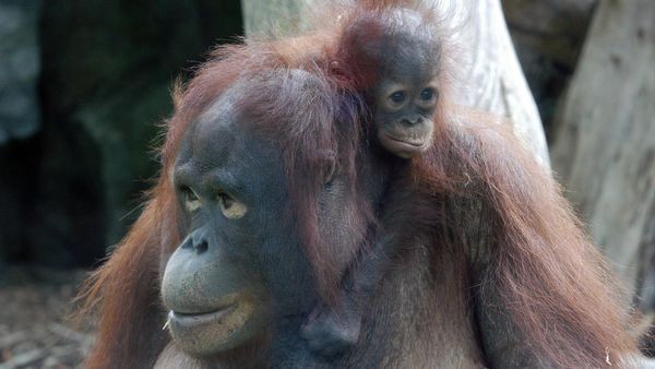 Abschied nach 34 Jahren: Menschenaffe hat Zoo Duisburg verlassen