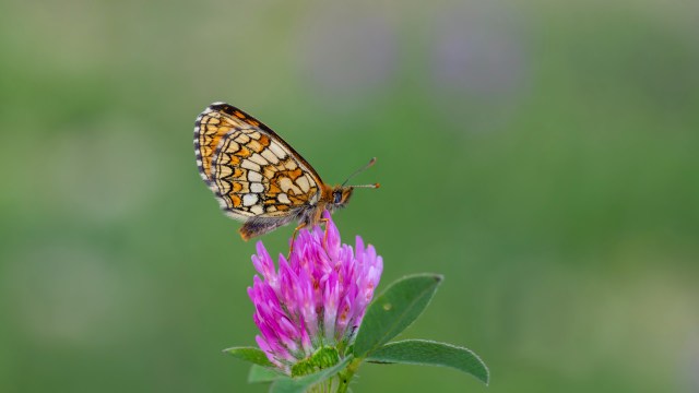 Researchers stunned by surprising trend in rare butterfly species ...
