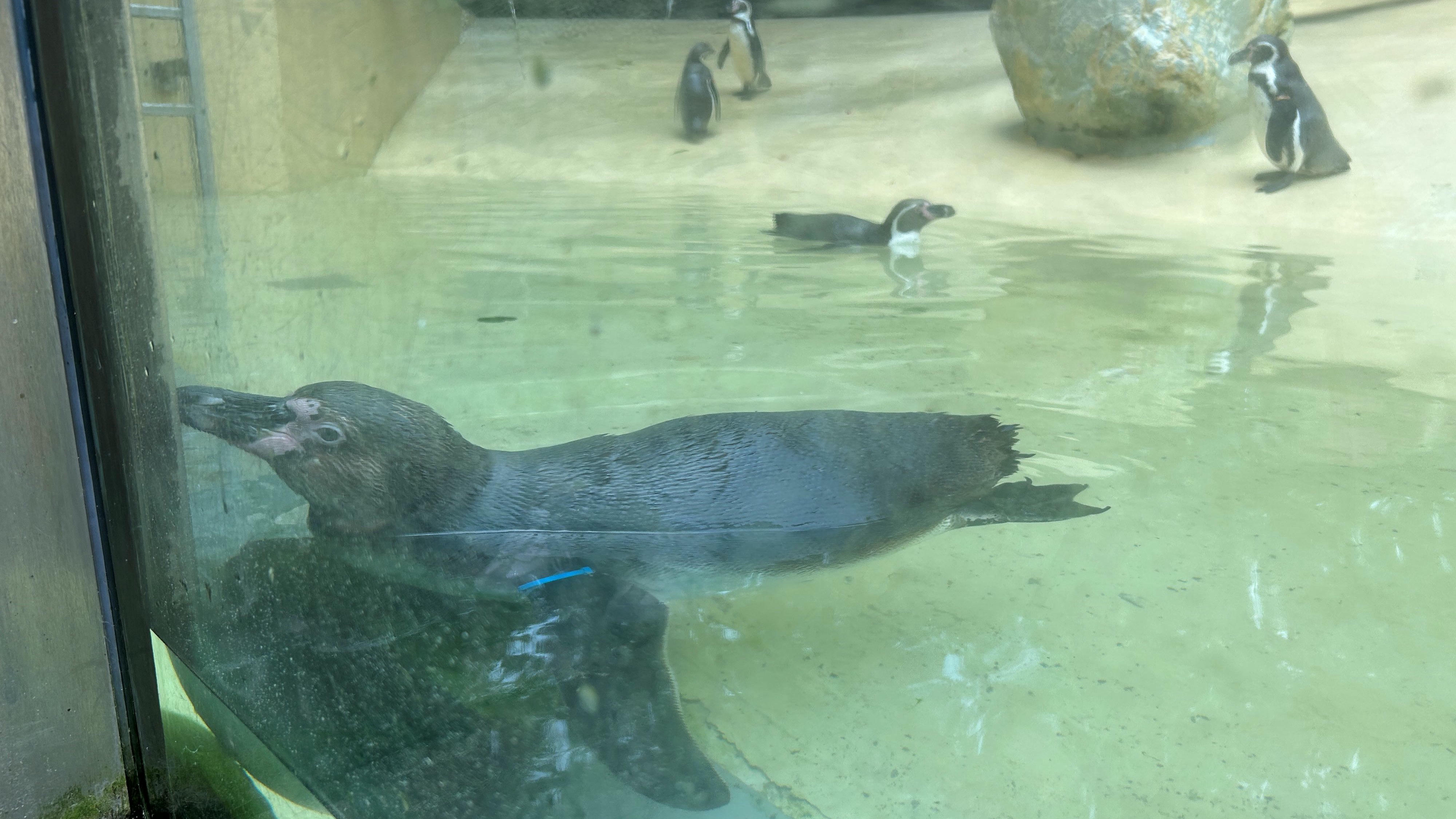 Zoo in Eberswalde: Wo Tiere mitten im Wald leben – das wird Kindern geboten