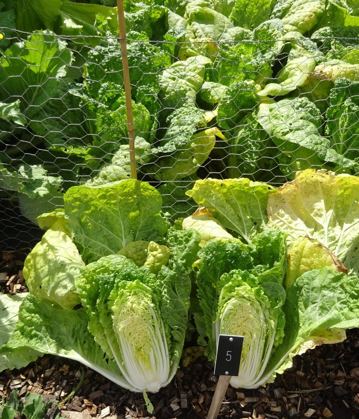 How to grow Asian vegetables in your garden, from pak choi to Chinese ...