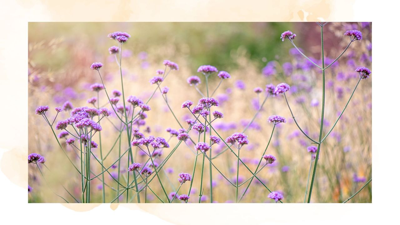 Should you deadhead verbena? Garden experts explain the pros and cons