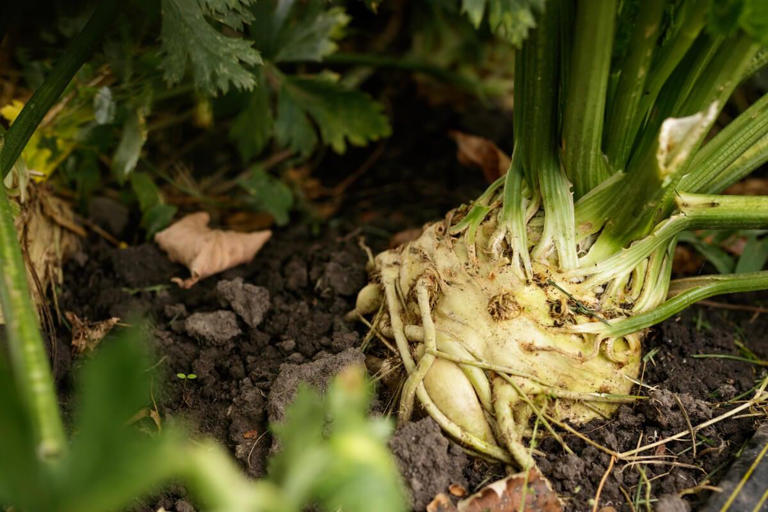 Apio nabo: qué es, propiedades, beneficios y cómo aprovecharlo en la cocina