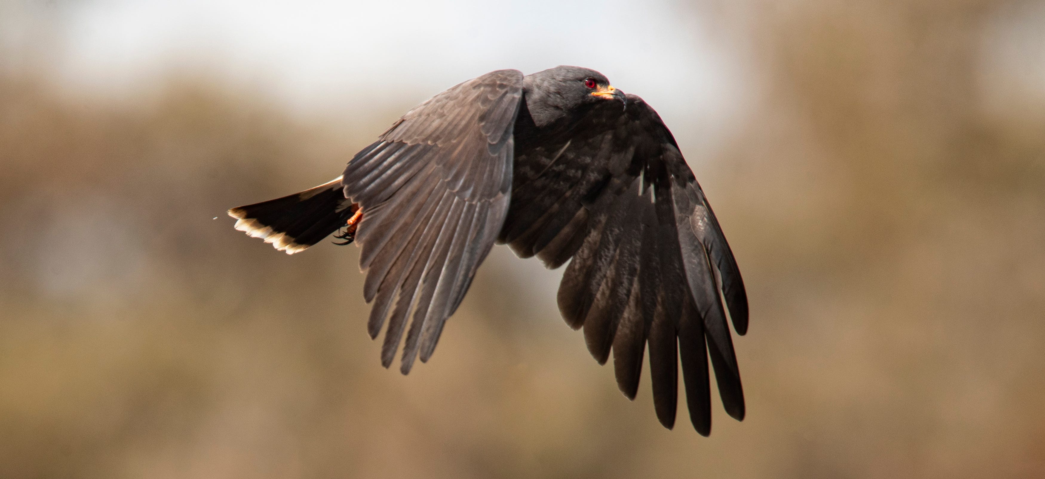 Evolution in action: Rare snail kites' bills changing to deal with ...