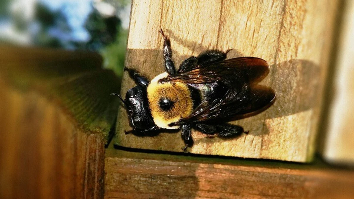 Científicos chinos crean un dron con forma de abeja: lo va a usar su ...