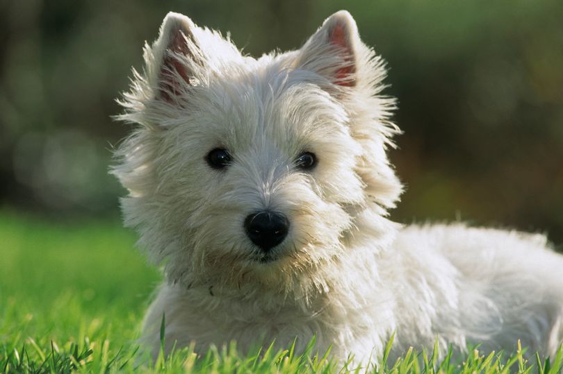 Scots dog owners urged to check for common danger in grass and it's not ...