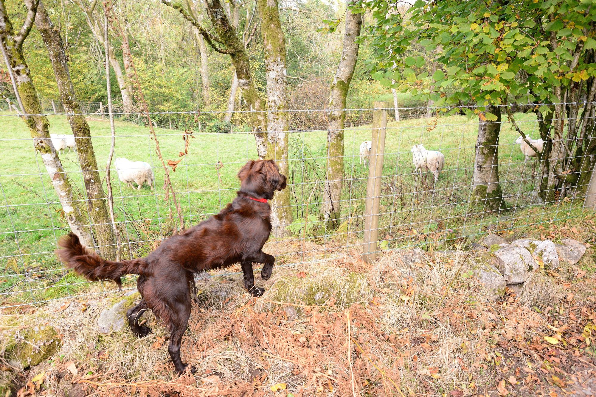 Be alert to heightened risk of sheep worrying attacks during summer ...