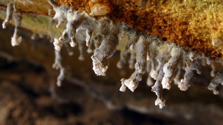 Can life exist without sunlight? Energy from fractured rocks shows that ...