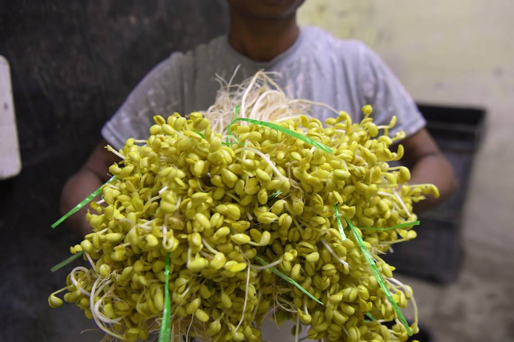 Here's the crunch: Towkay's open secret of Ipoh bean sprouts