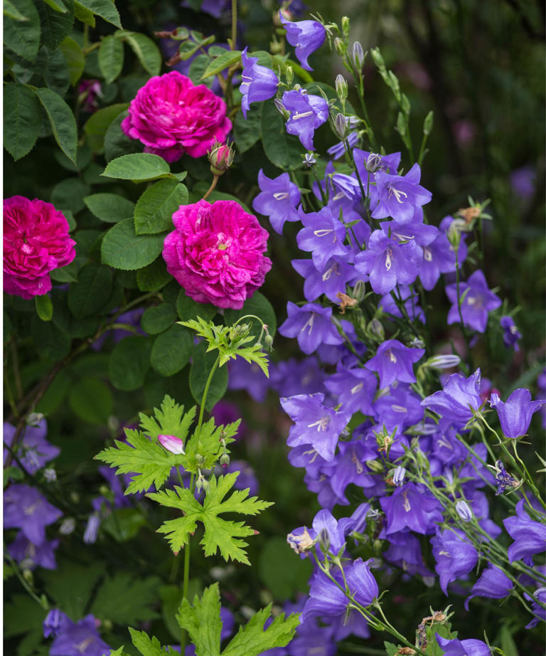 Your garden might be missing this one English cottage garden staple ...