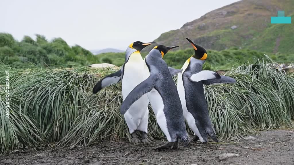 King Penguins Fight In Hilarious Slapping Match