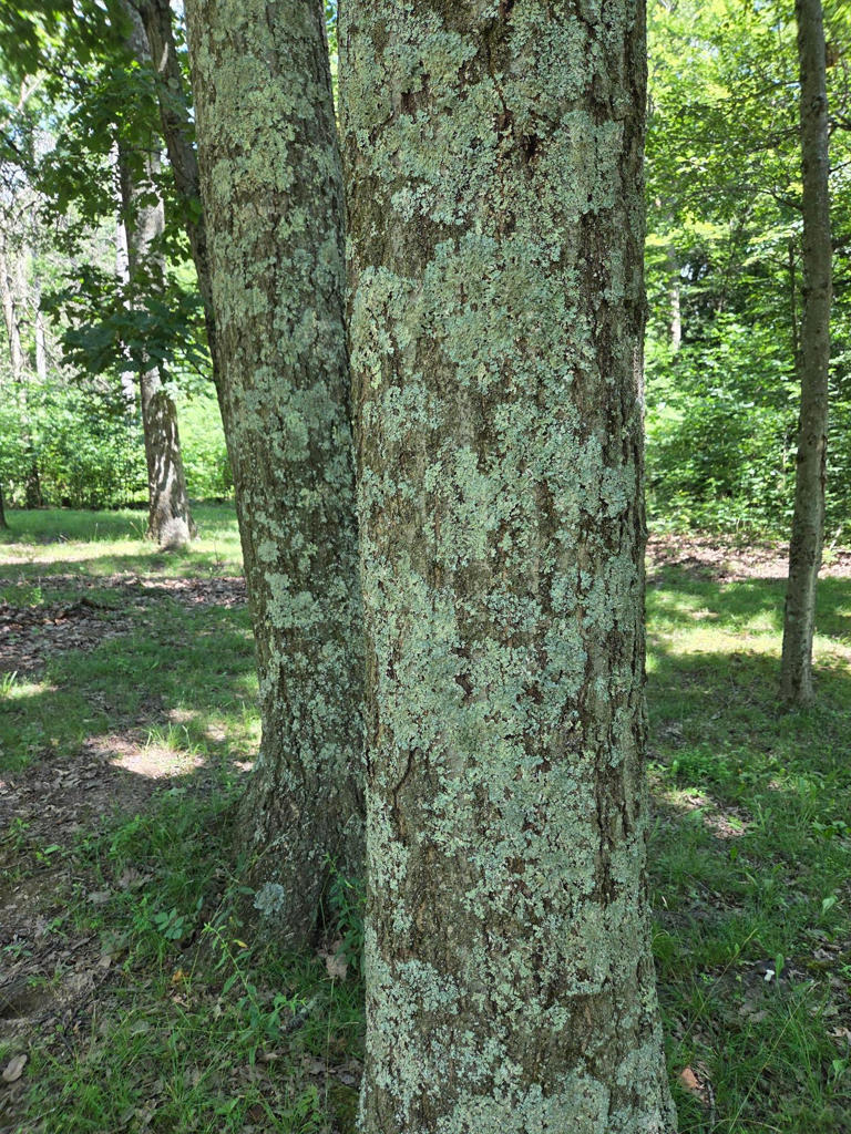 Ask the Expert: What's the green mold growing on trees?