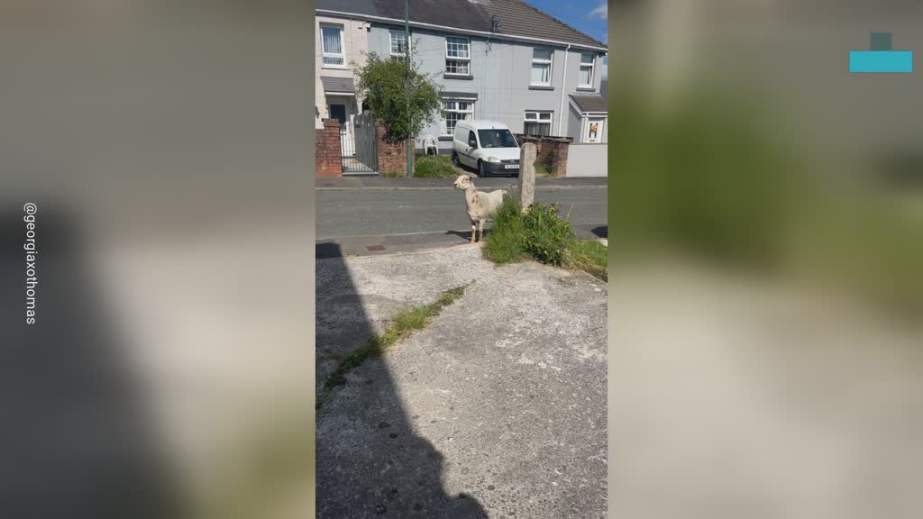 Toddler Left In Hilarious Shock After Meeting Sheep For First Time