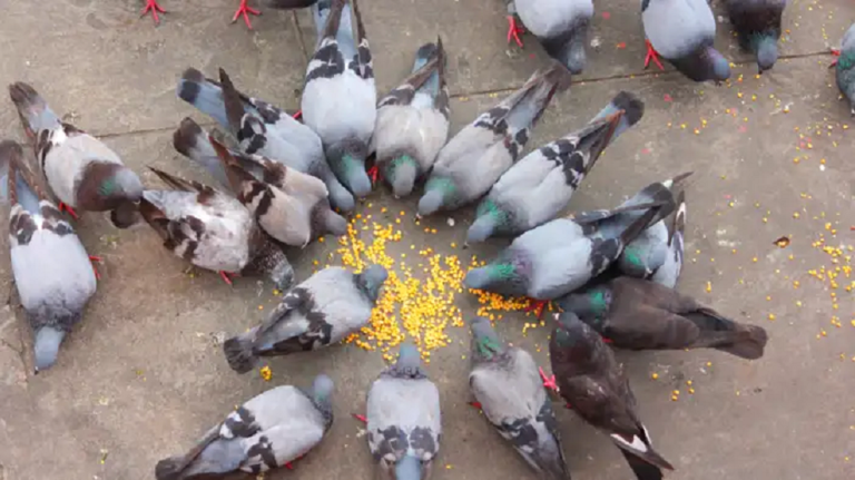 There is uric acid-ammonia in pigeon droppings, lungs will be ...