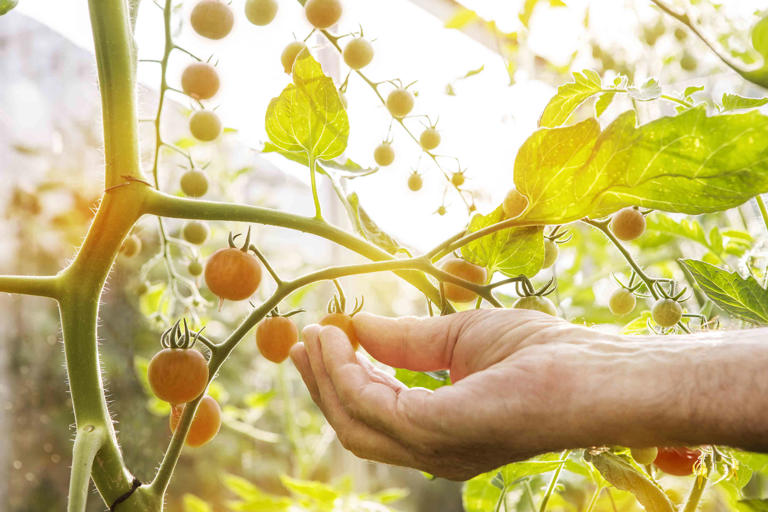 Tomatoes Can Sunburn—Here's What You Need To Know To Prevent Sunscald