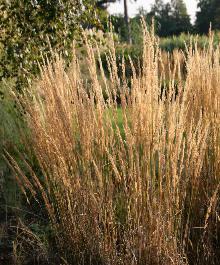 What's your birth month tree? Discover the symbolism behind yours and ...