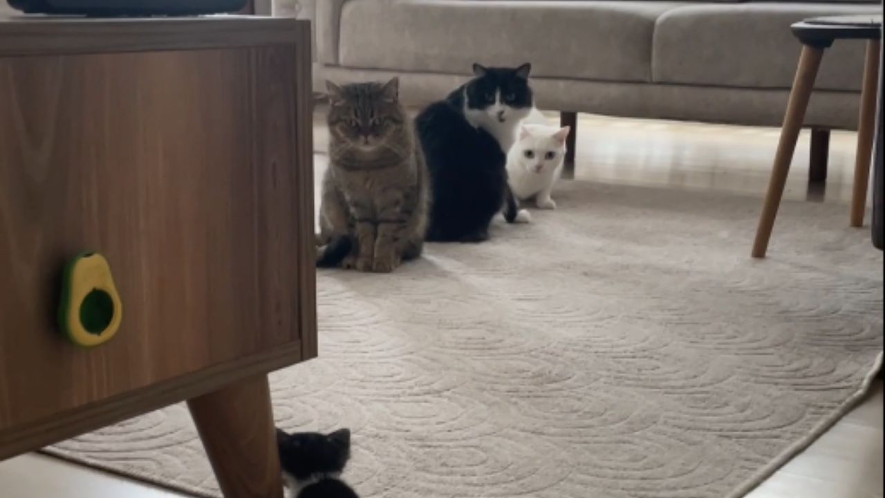 Cats meet a new kitten with suspicious stares and silence