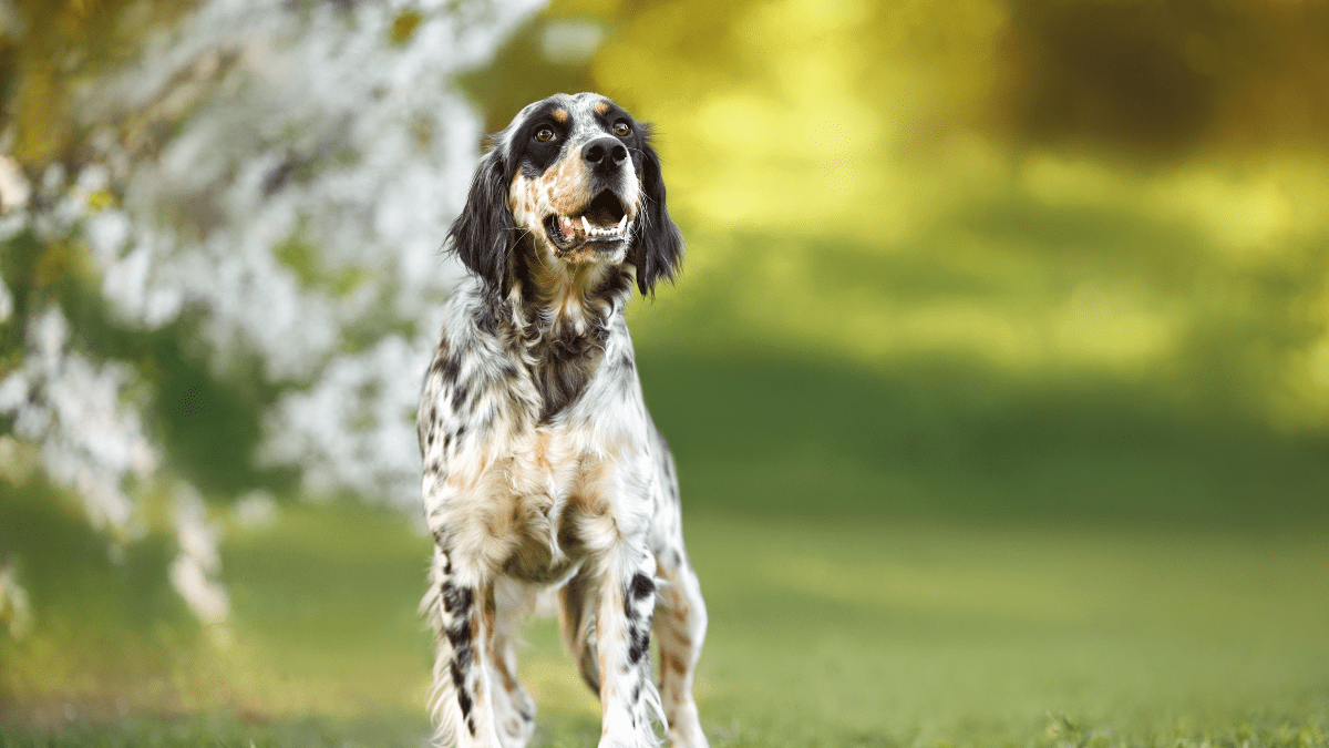 Top 10 Easiest Dog Breeds to Train