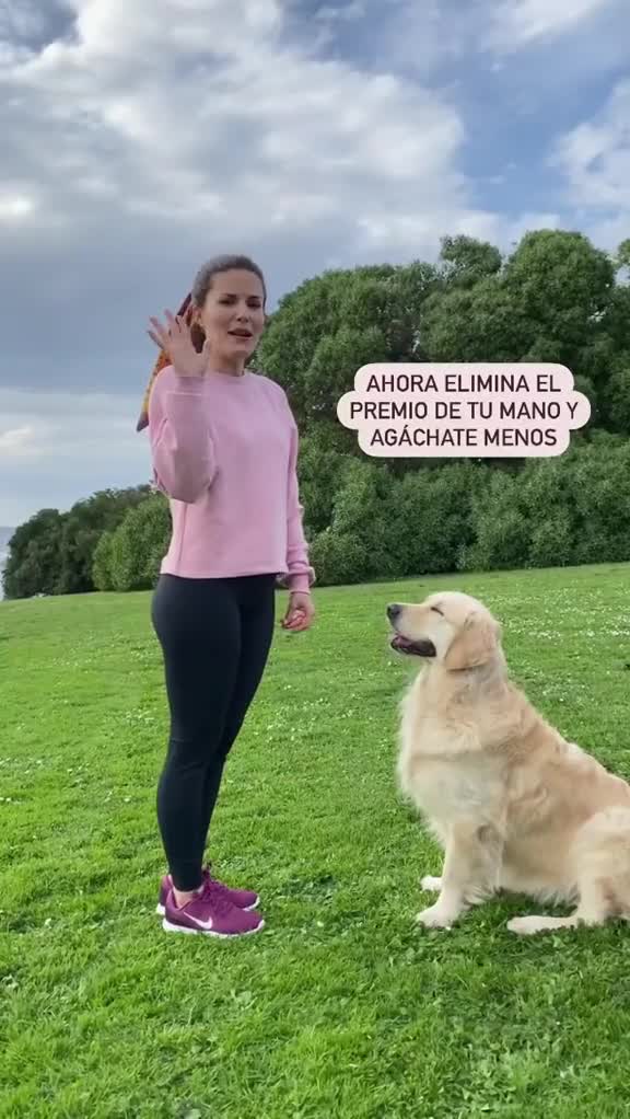 Teach Your Dog to Lie Down with Easy Step-by-Step Training