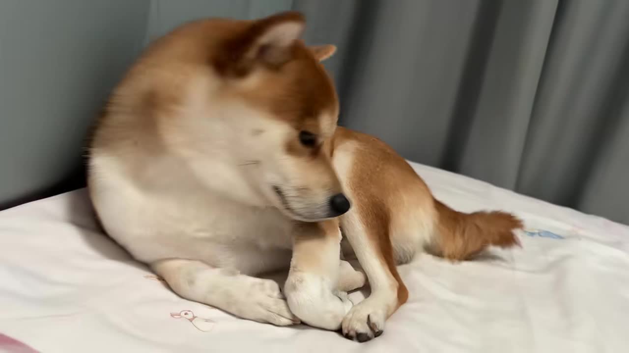 Dog lies down and lets out a deep sigh in bed in Shaanxi, China