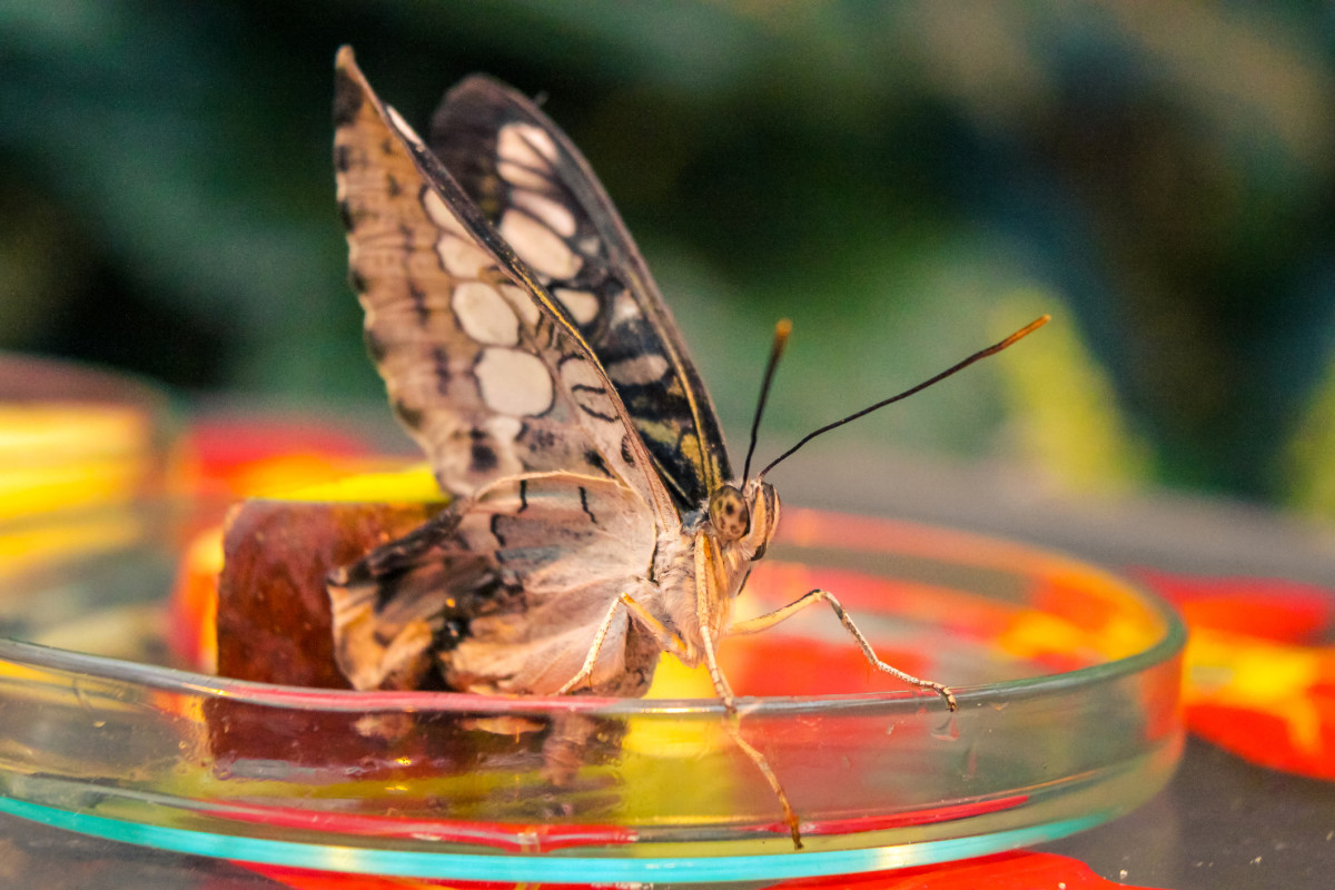 Why Every Garden Needs a Butterfly Puddler—And How to Make Yours