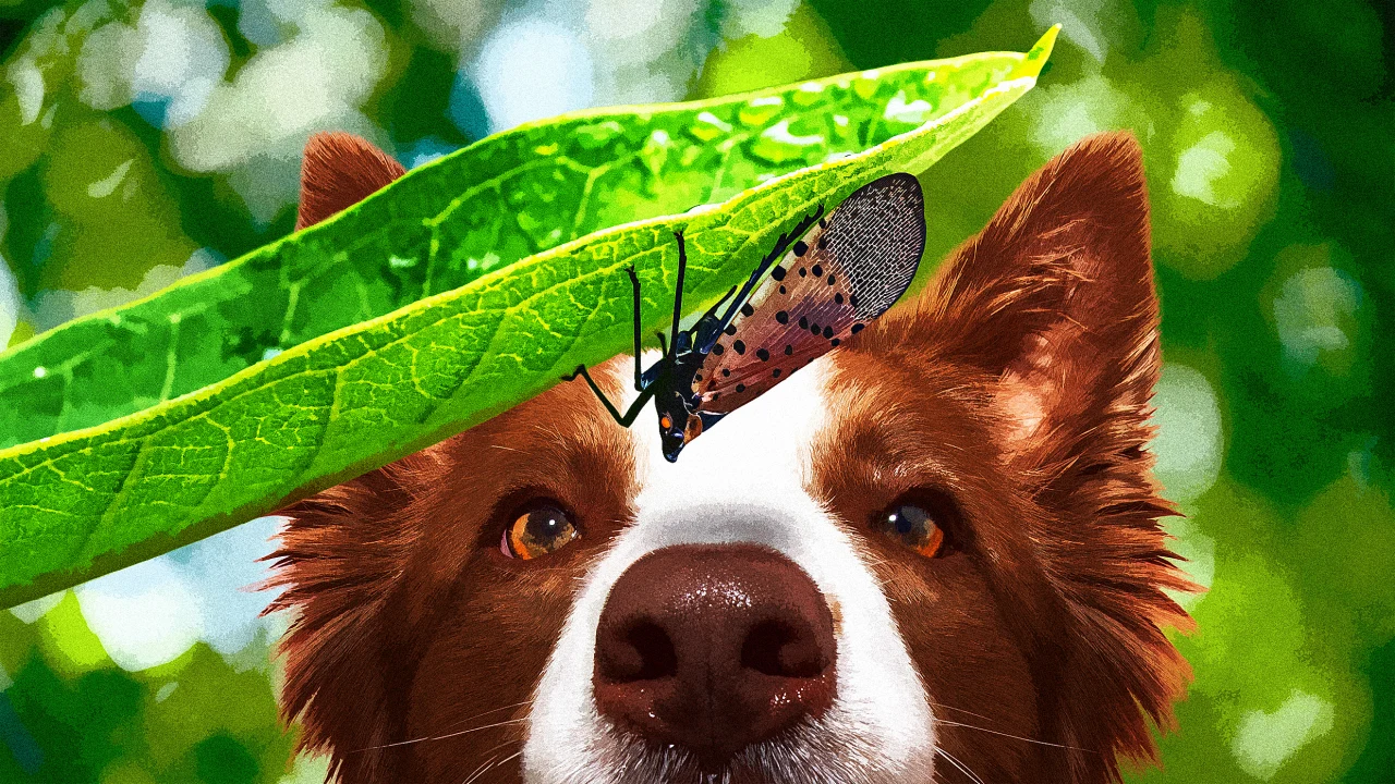 Your dog could save us from America’s most annoying invasive species