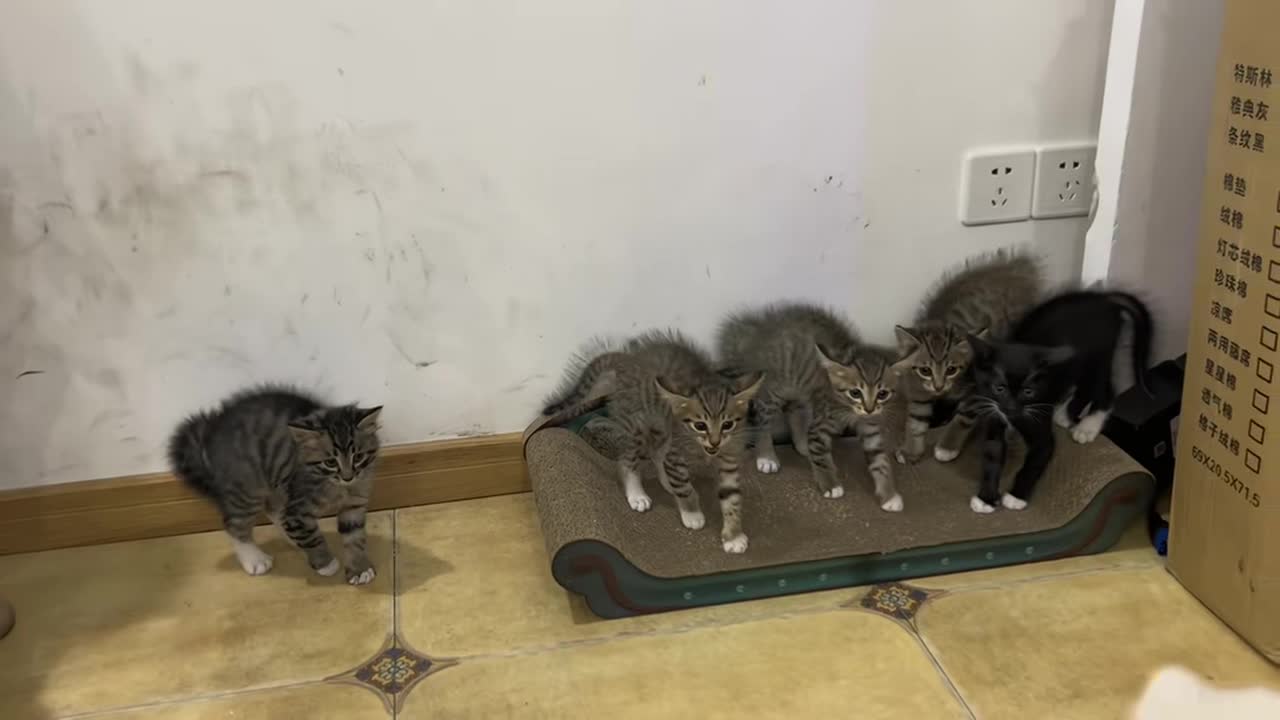 Kittens huddle with puffed-up fur after spotting dog in Hunan, China
