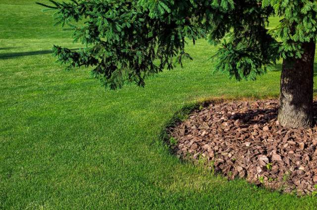 Landscaper shares video of harmful mistake found in client's yard: 'You ...