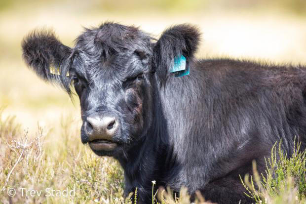 Rescue crews discover fallen cow who got stuck in underground water tank
