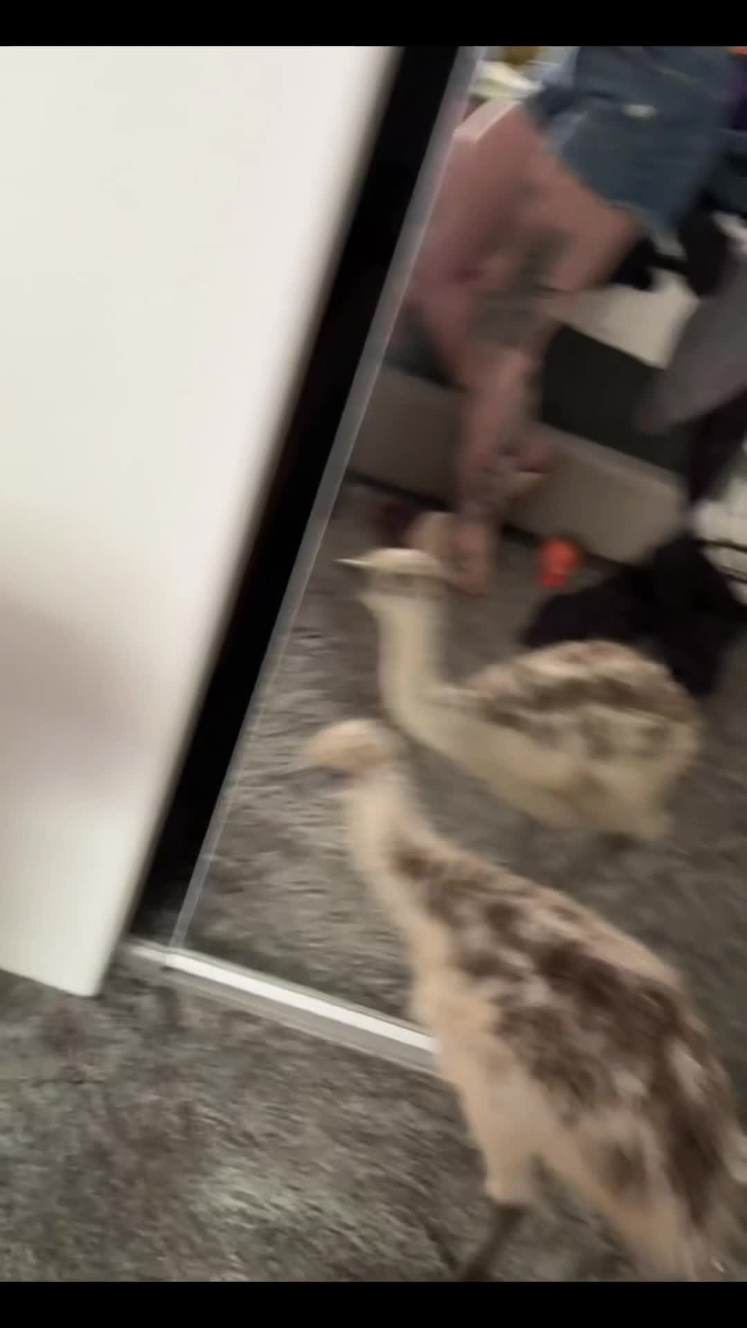 Baby emu and pitbull love playing together!