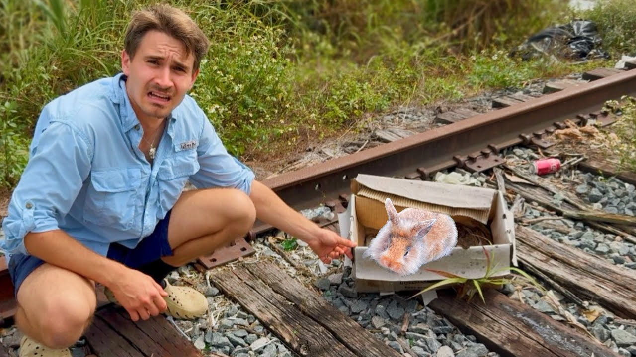 I found baby bunnies on train tracks! 🐰