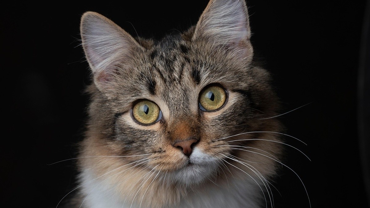 Male or female cat? These 10 signs help you easily tell them apart.